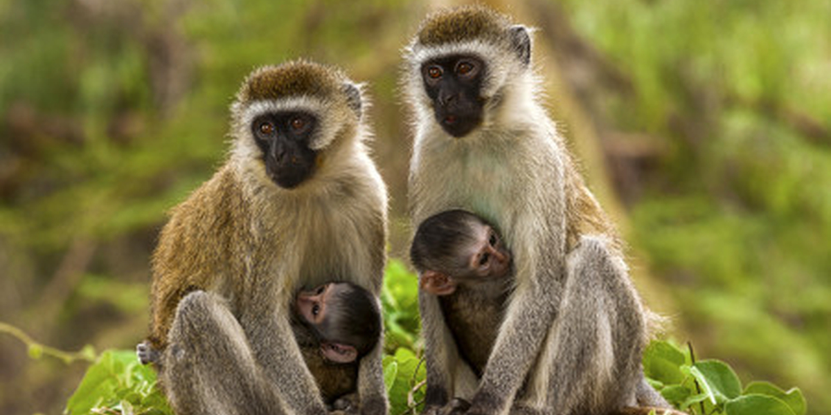 Alpha Genesis Adds African Green Monkeys to NHP CRO Portfolio for ...